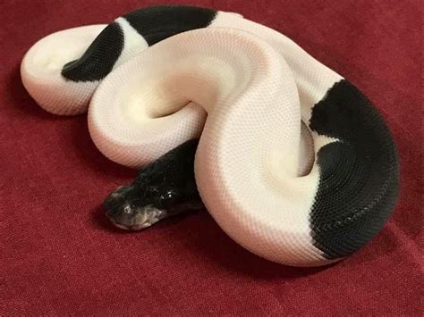 Panda Pied Ball Python