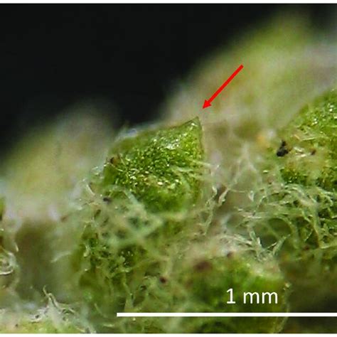 Small Acute Apex Of Leaf Segments In Santolina Villosa Indicated By Download Scientific