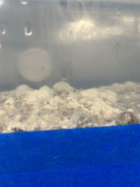 Actives Pe How Do I Know When These Blobs Are Ready To Harvest Dont