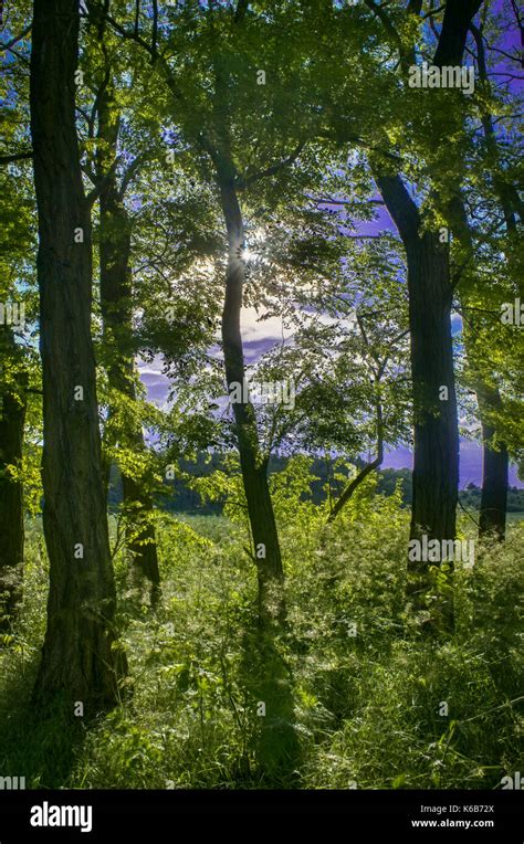 Trees In Sun Light Stock Photo Alamy