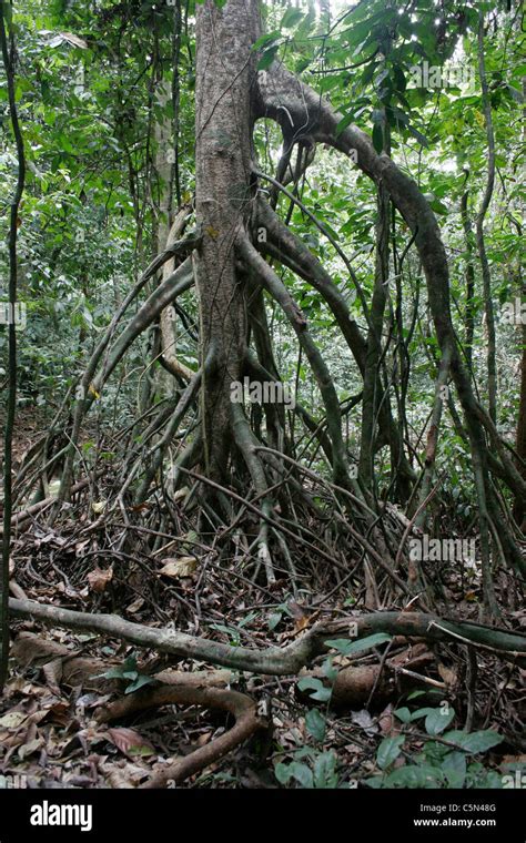 Tree Musanga Cecropioides Urticaceae Showing Stilt Roots In