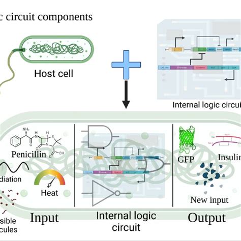 General Composition Of A Synthetic Genetic Circuit Where The Input Is