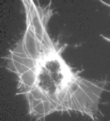 Lecture Polarity Flashcards Quizlet