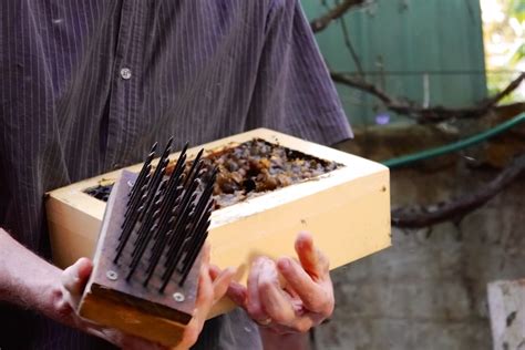 Urban Stingless Beehive Harvesting And Splitting Milkwood