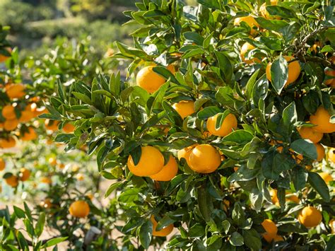 みかん 柑橘類の種類や育て方のポイントについて 青を編む｜三重県御浜町