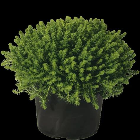 Sexangulare Syngenta Flowers
