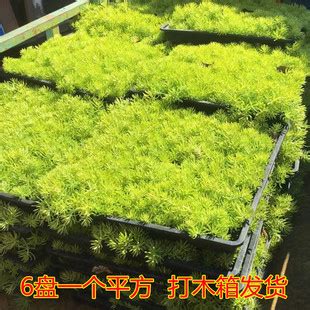 屋顶绿化草坪佛甲草苗金叶黄金佛甲草中华景天玉龙草地被四季常青 阿里巴巴