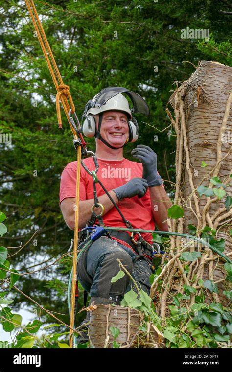 Tree Surgeon Or Arborist Using Safety Ropes While Working Up A Tall Tree Stock Photo Alamy