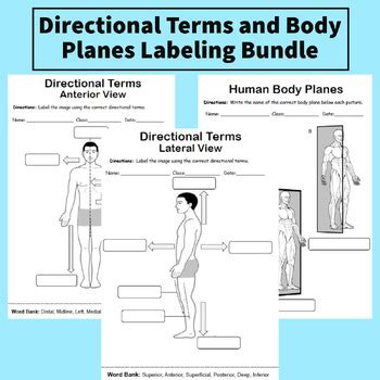 Human Anatomy Directional Terms And Body Planes Labeling Bundle