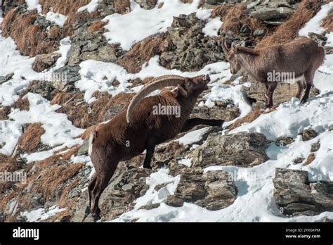 Courtship Of Imposing Male Alpine Ibex Capra Ibex On Steep Rock And Snow Slope Male And