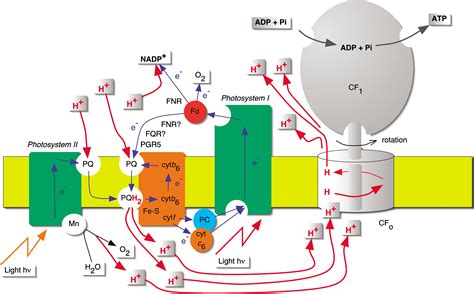 Proton Flow Through The Atp Synthase Enzyme