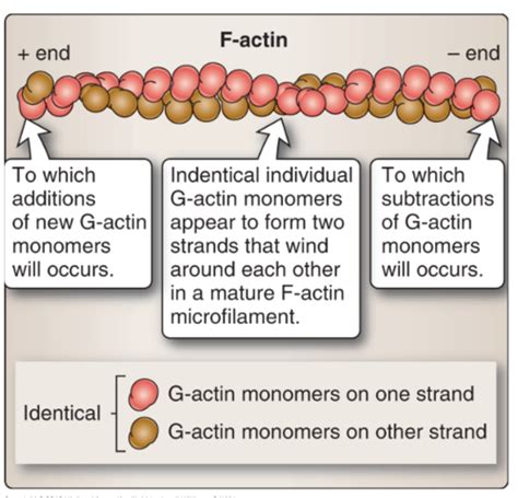 Lecture 15 ECM Cell Adhesion And Cytoskeleton Flashcards Quizlet