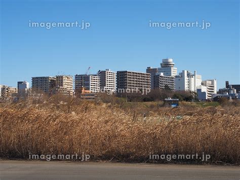 江戸川河川敷 松戸付近の写真素材 207782391 イメージマート