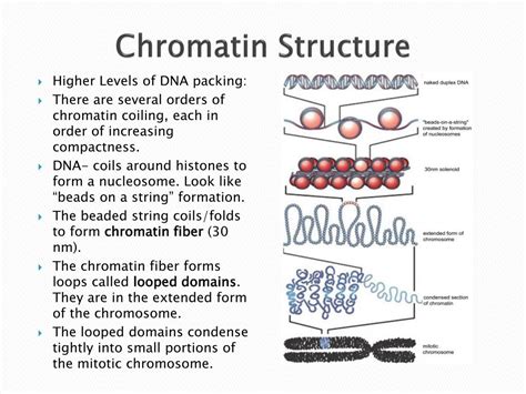 PPT Structure Of Chromatin PowerPoint Presentation Free Download ID