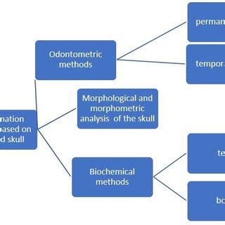Odontological And Cranial Sex Estimation Methods Overview Download Scientific Diagram