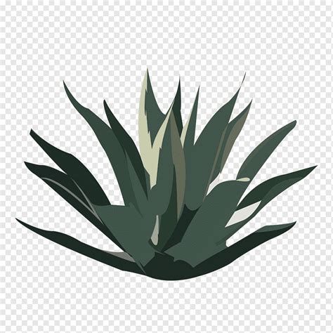 Maguey Desierto Planta Tequila Agave México Png Pngwing