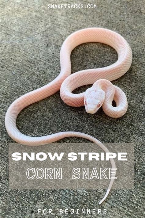 Corn Snake Morphs 38 Different Types Artofit