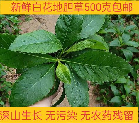 500克新鲜白花地胆草白花地胆头牛舌草白花苦地胆丁竖朽地胆草虎窝淘