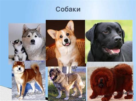 Рейтинг из 10 самых преданных и умных существующих пород собак во всем мире