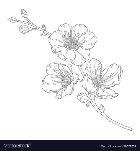 Apricot Branch With Blossom Flowers And Buds Vector Image