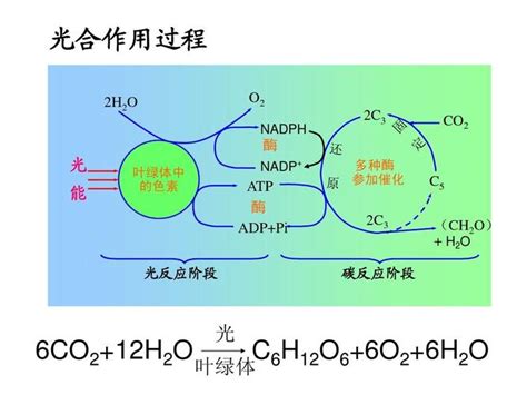 光合作用过程图解 4 配图网