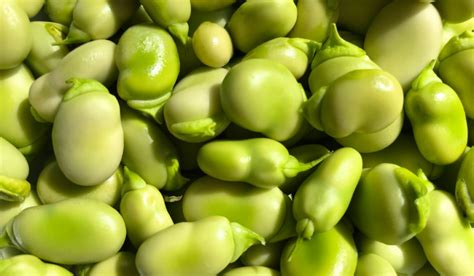 9 Types Of Broad Beans Crate And Basket