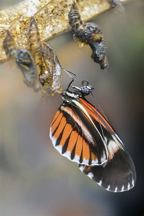 100 Free Chrysalis And Cocoon Images Pixabay
