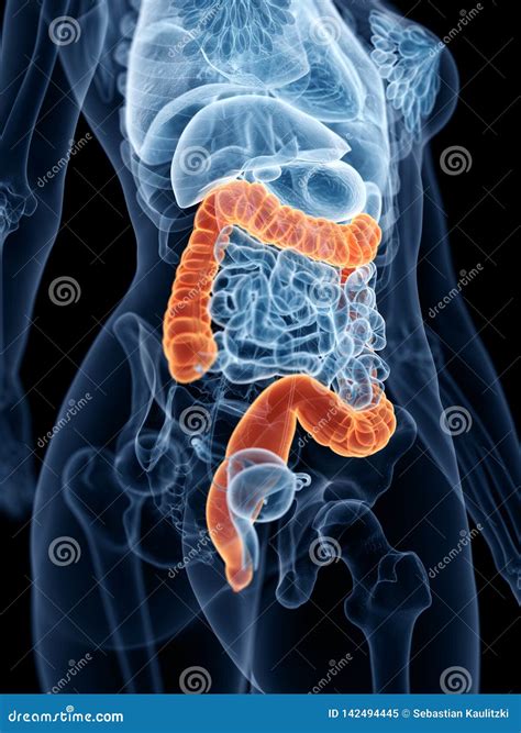 A Womans Large Intestine Stock Illustration Illustration Of Anatomical 142494445