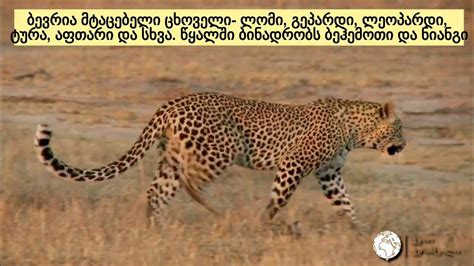 სავანები და მეჩხერი ტყეები Youtube