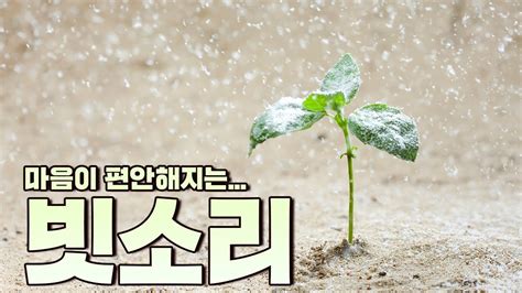 마음이 편안해지는 영상 숲에 내리는 빗소리 모음 Youtube