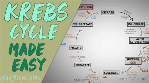KREBS CYCLE MADE EASY Krebs Cycle Simple Animation Carbohydrate Metabolism Lesson YouTube