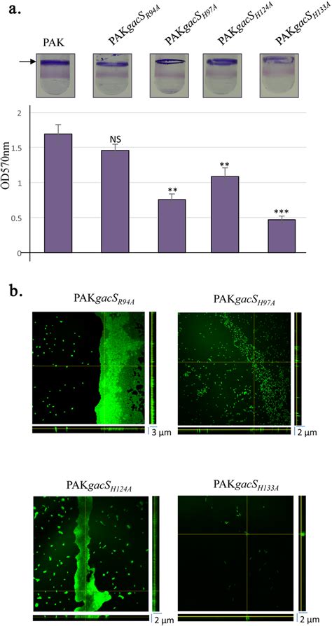 Effect Of Mutations In The Gacs Detection Domain On Biofilm Formation Download Scientific