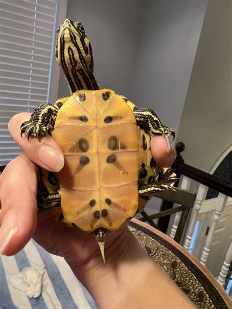 shell health and sex identification r turtle