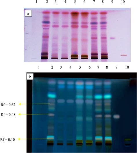 Isolation Of Oleanolic Acid From Clematis Armandii For Differentiation