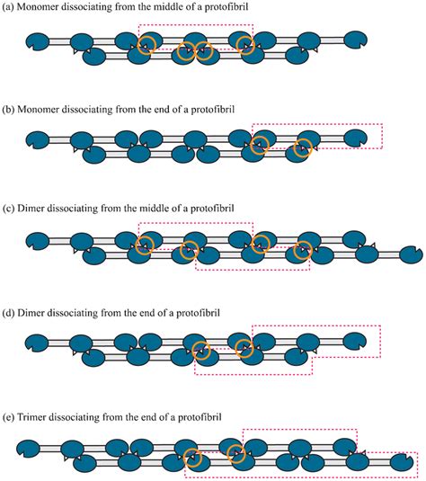 Bond Breaking In The Depolymerization Of Protofibrils The Dissociating
