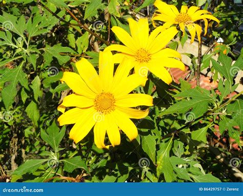 Mexican Sunflower Stock Image Image Of Garden Closeup 86429757