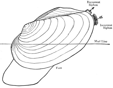 Clam Shell ClipArt ETC