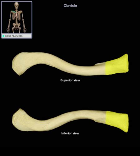 Appendicular Skeleton Lab Practical Flashcards Quizlet