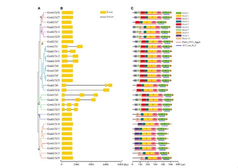 Schematic Diagrams Of Gmkcs Genes And Motif Composition Of Gmkcs