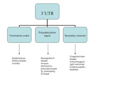 Untranslated Regions Utrs