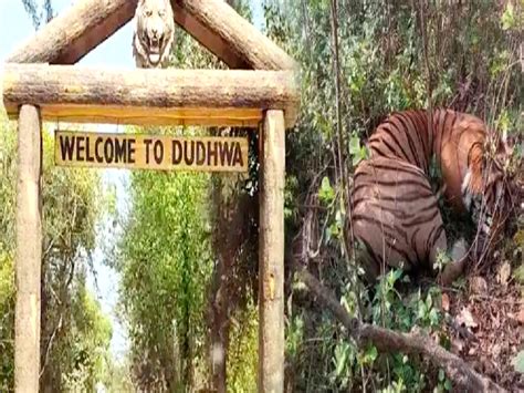 Up News Lakhimpur Kheri Cm Yogi Adityanath Takes Cognizance Of Death Of