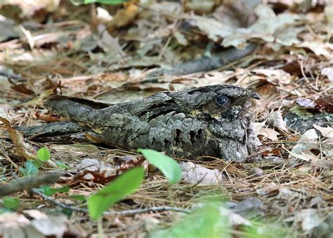 Living On Earth Birdnote® Eastern Whip Poor Will Bird Of The Night
