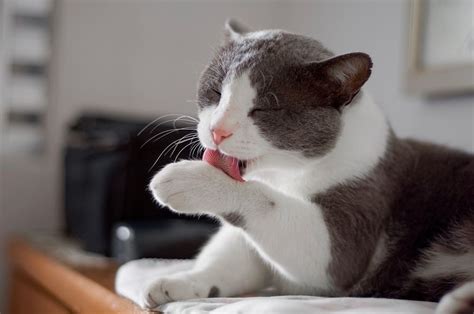 Is It Normal For Cats To Lick Their Fur Off At Jason Criner Blog