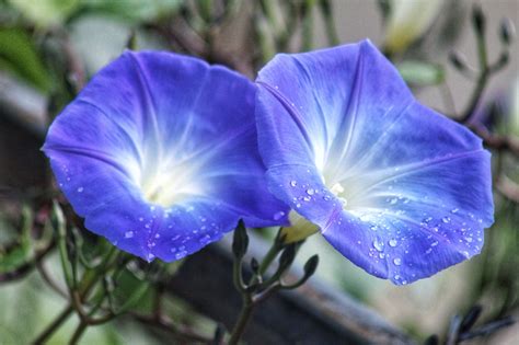 Bunga Kelopak Ungu Muda Foto Gratis Di Pixabay Pixabay