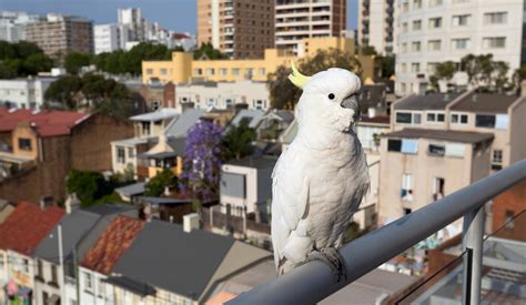 Sulphur Crested Cockatoos Australian Icon Australian Geographic