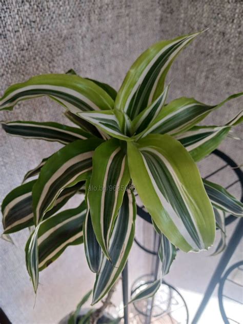 Драцена два вида Цветя декоративни растения Калиманци 2 вида драцени Dracaena Ma