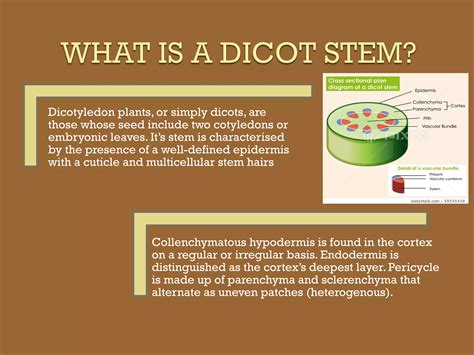 Botany Comparative Study Of Dicot Stempptpdf