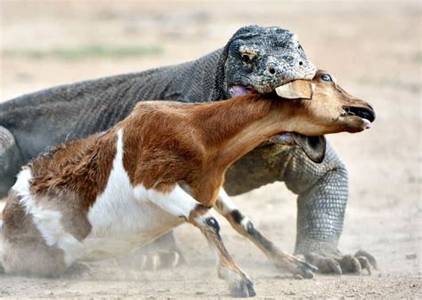 74 Scary And Creepy Animals That Actually Exist Everywhere Wild
