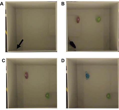 Novel Object Recognition And Object Location Behavioral Testing In Mice On A Budget Protocol