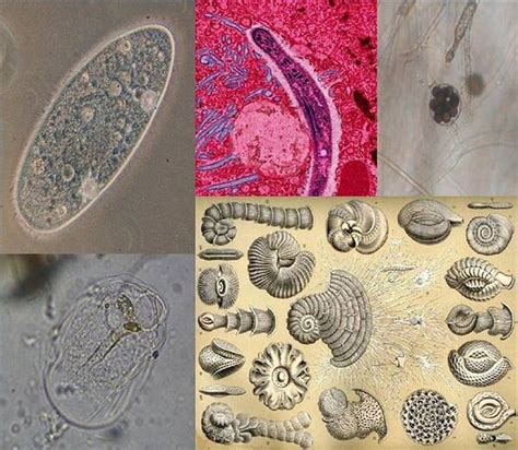 How Do Protists Reproduce